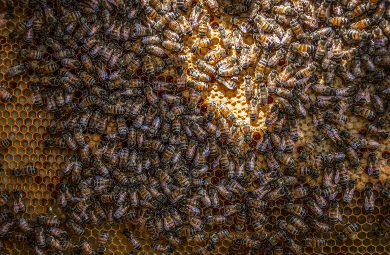 10 Essential Steps to Master Beehive Management and Care - FarmstandApp