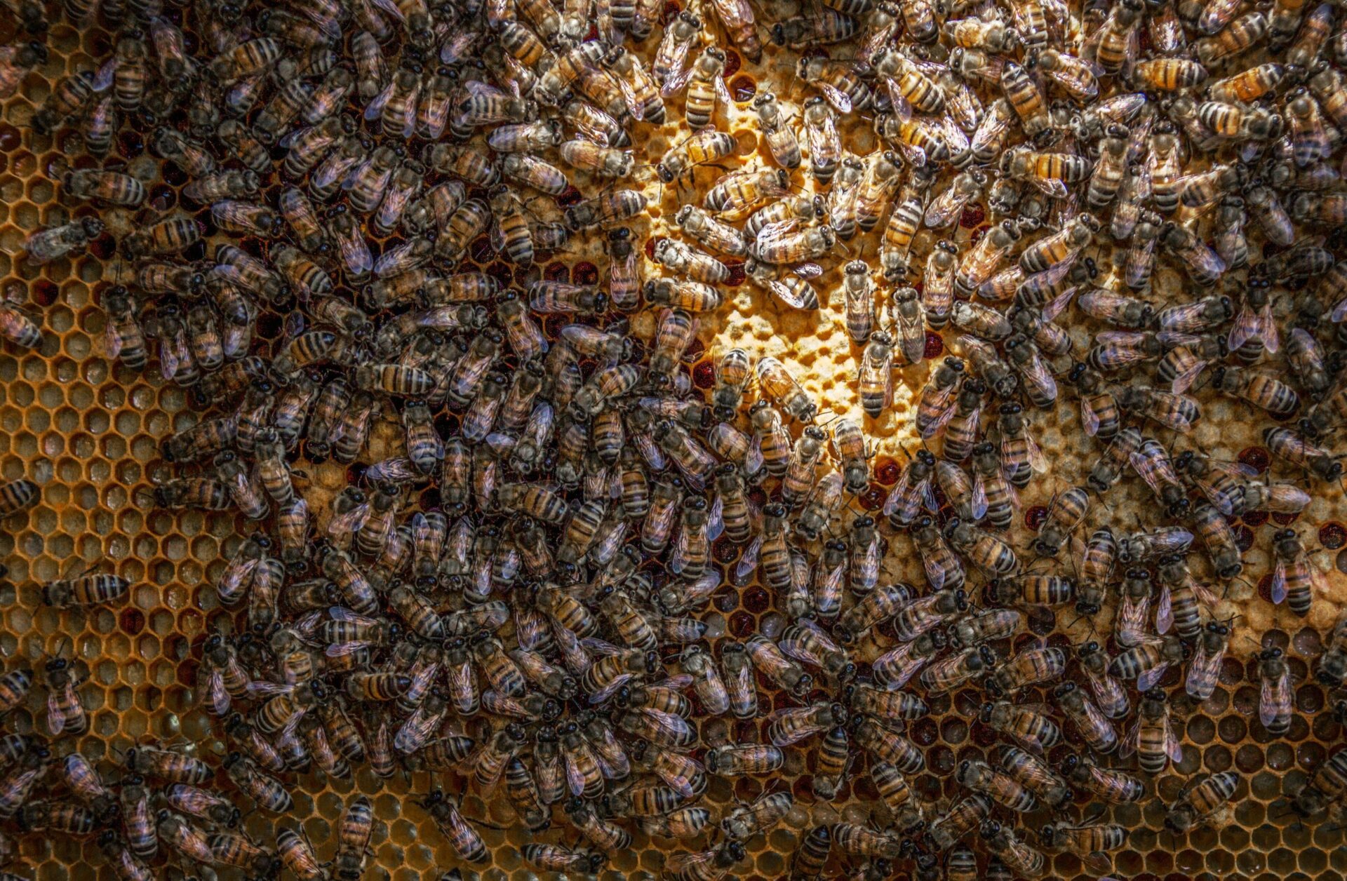10 Essential Steps to Master Beehive Management and Care - FarmstandApp