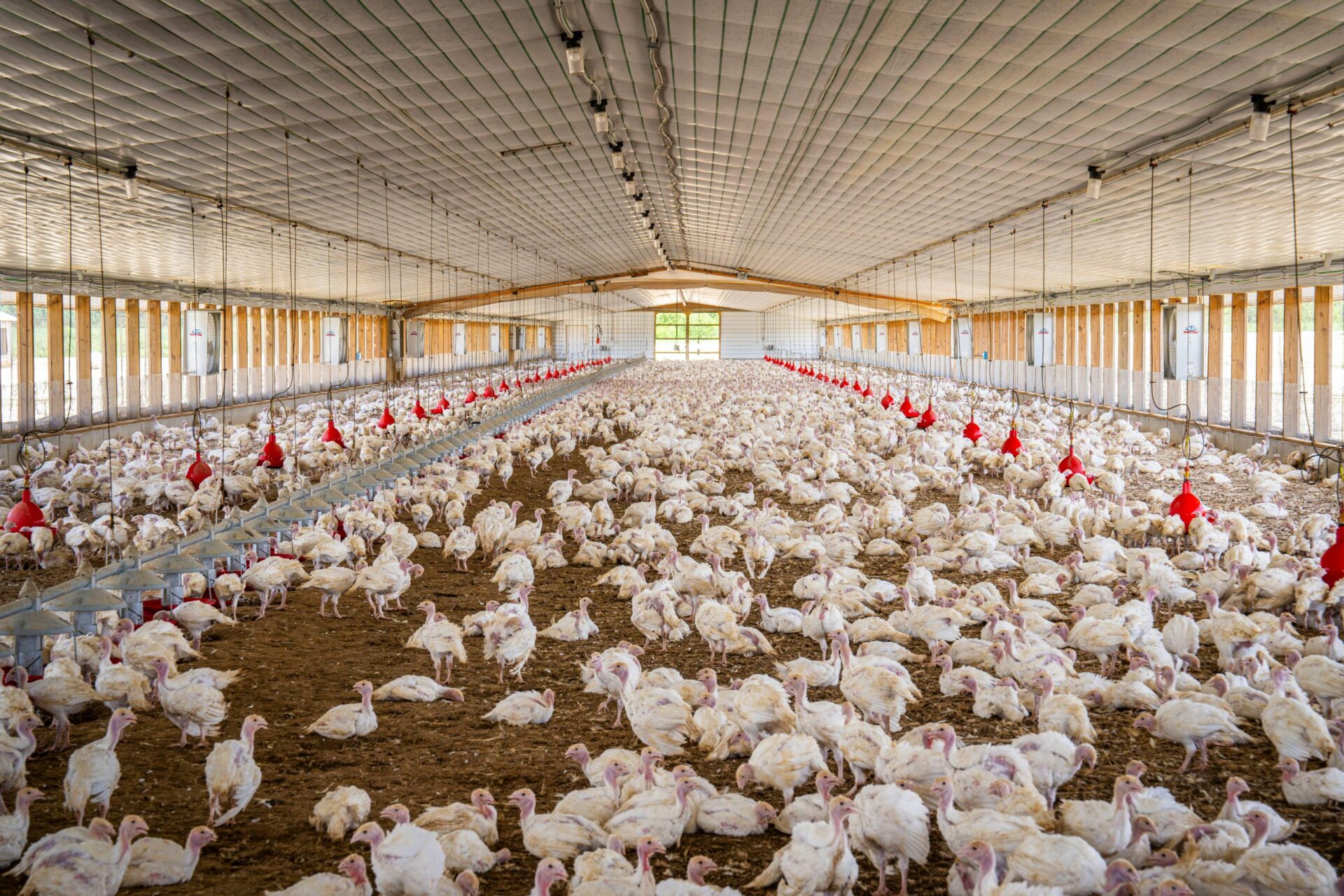 5 Most Profitable Poultry Farms: From Layers to Broilers - FarmstandApp