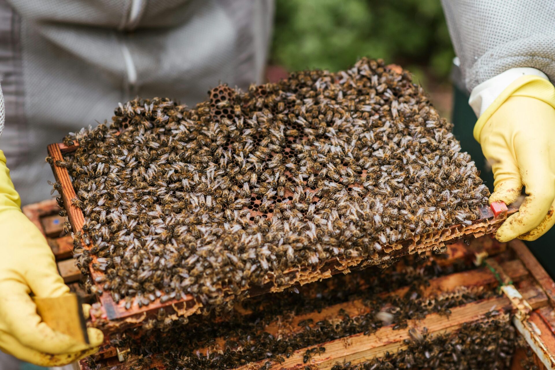 10 Essential Steps to Master Beehive Management and Care - FarmstandApp