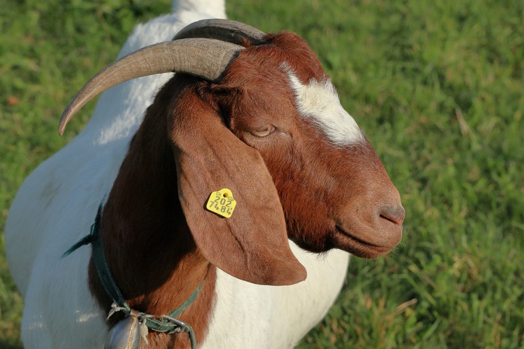 7 Proven Ways to Market Meat Goats for Maximum Profit - FarmstandApp