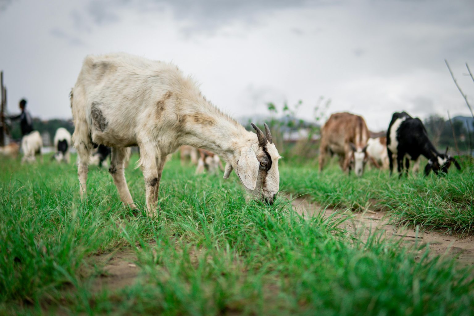 9 Best Times to Market Your Goats for Maximum Profit - FarmstandApp