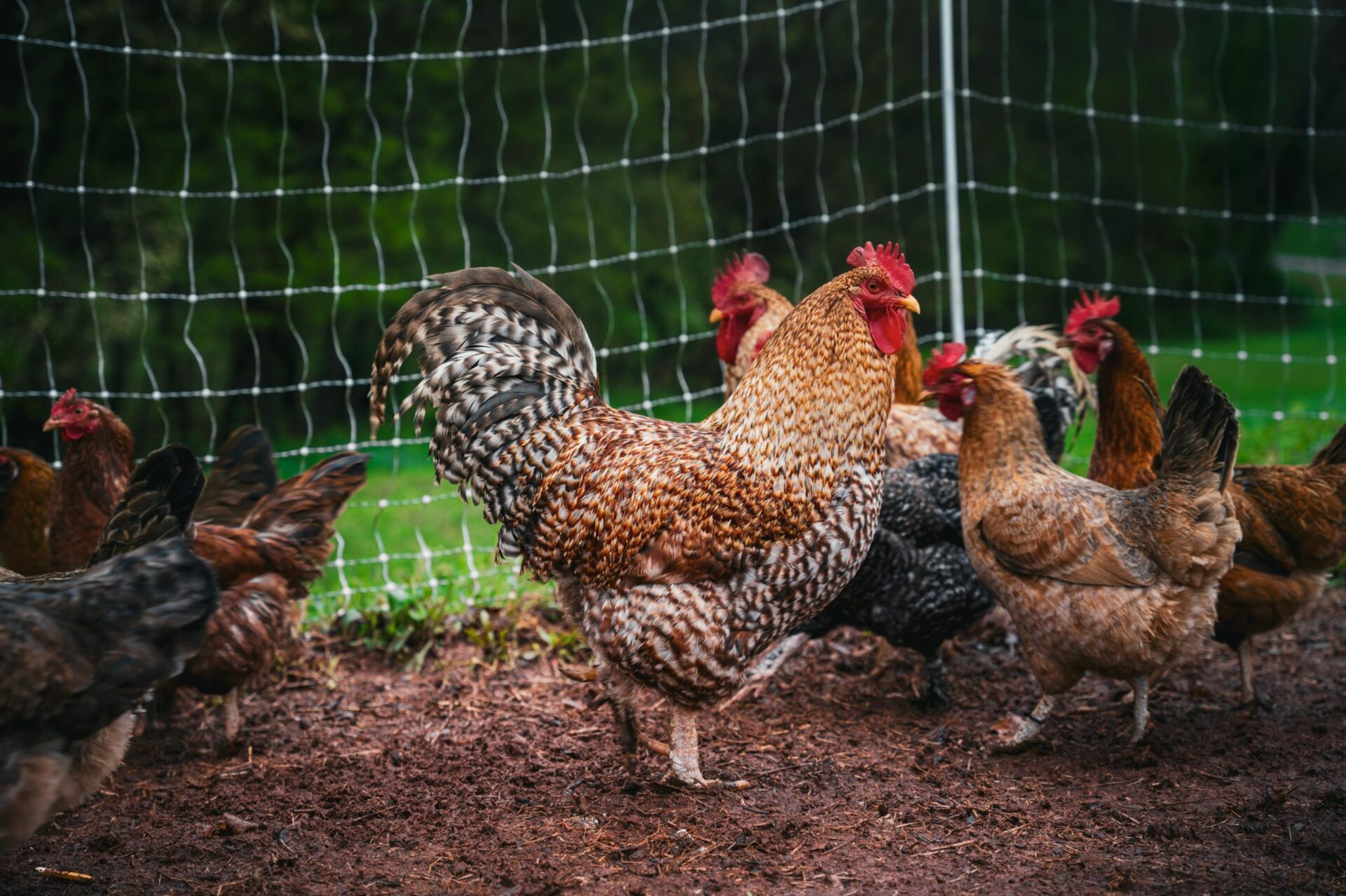 7 Essential Selection Methods in Poultry Breeding: Complete Guide ...
