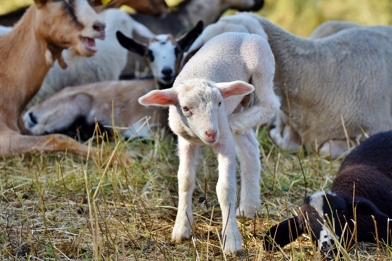 9 Proven Ways to Reduce Lamb Mortality on Your Farm - FarmstandApp