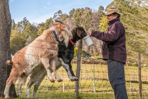 10 Essential Management Practices for Raising Healthy Goats - FarmstandApp