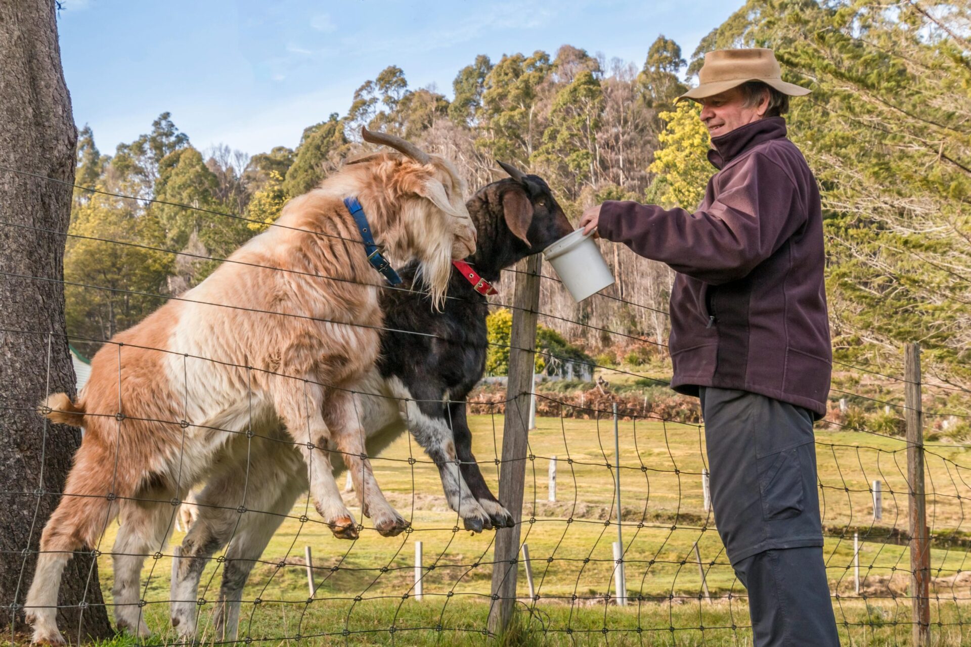 10 Essential Management Practices for Raising Healthy Goats - FarmstandApp