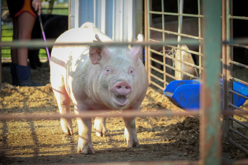 10 Essential Steps to Start Pig Farming: A Beginner's Guide - FarmstandApp
