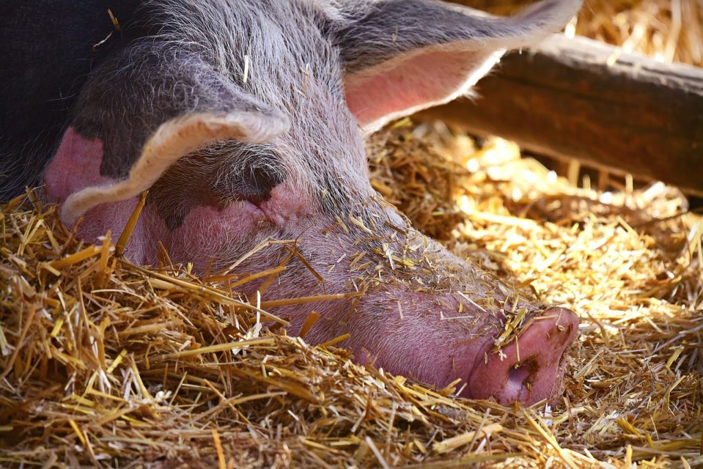 8 Essential Pig House Sizes: Square Footage Guide for Every Farm ...