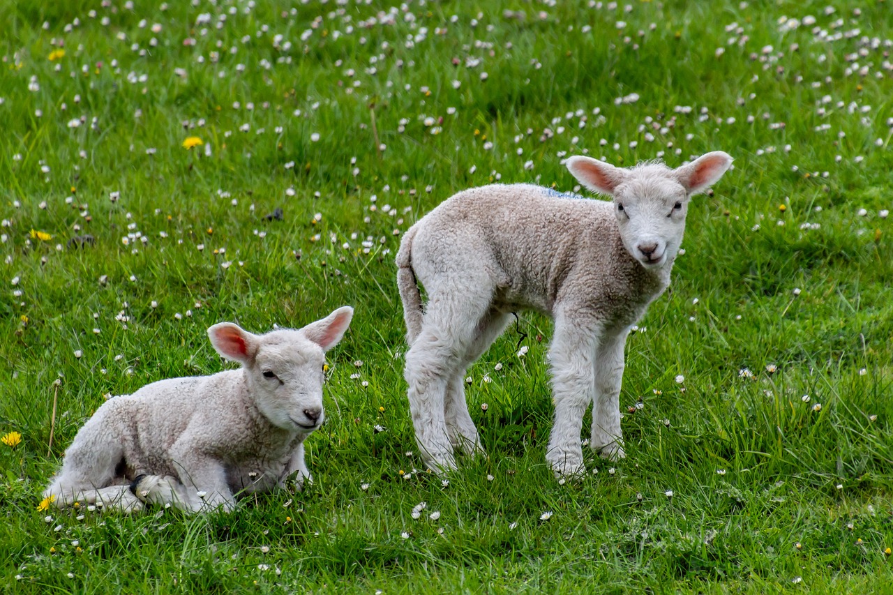 9 Proven Ways to Reduce Lamb Mortality on Your Farm - FarmstandApp