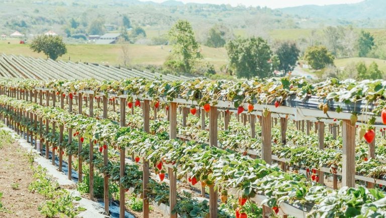 8 Most Profitable Small Farm Ideas That Make $50K+ Per Year - FarmstandApp