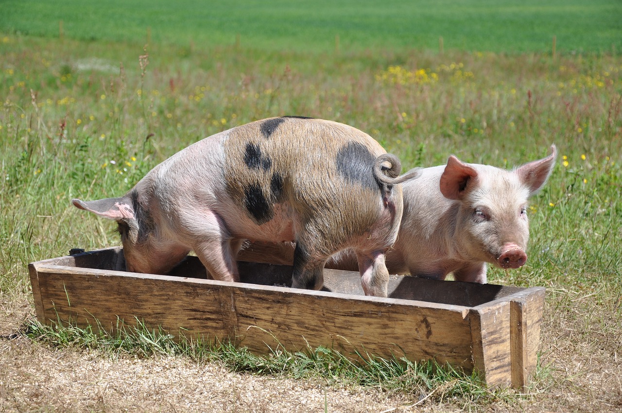 10 Essential Factors to Consider When Choosing Your Swine Breed ...