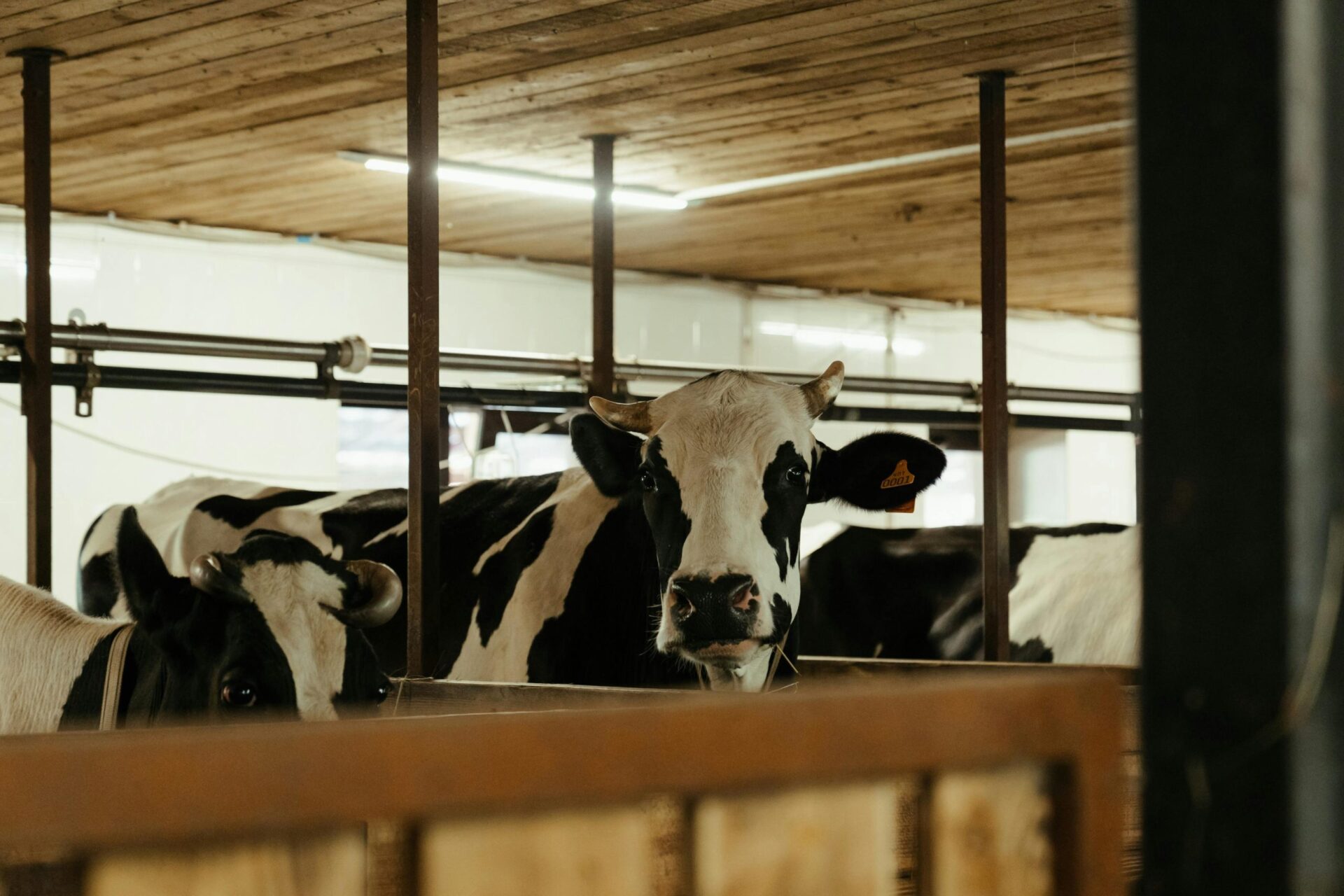 10 Critical Steps Farmers Take When They Find a Sick Cow - FarmstandApp