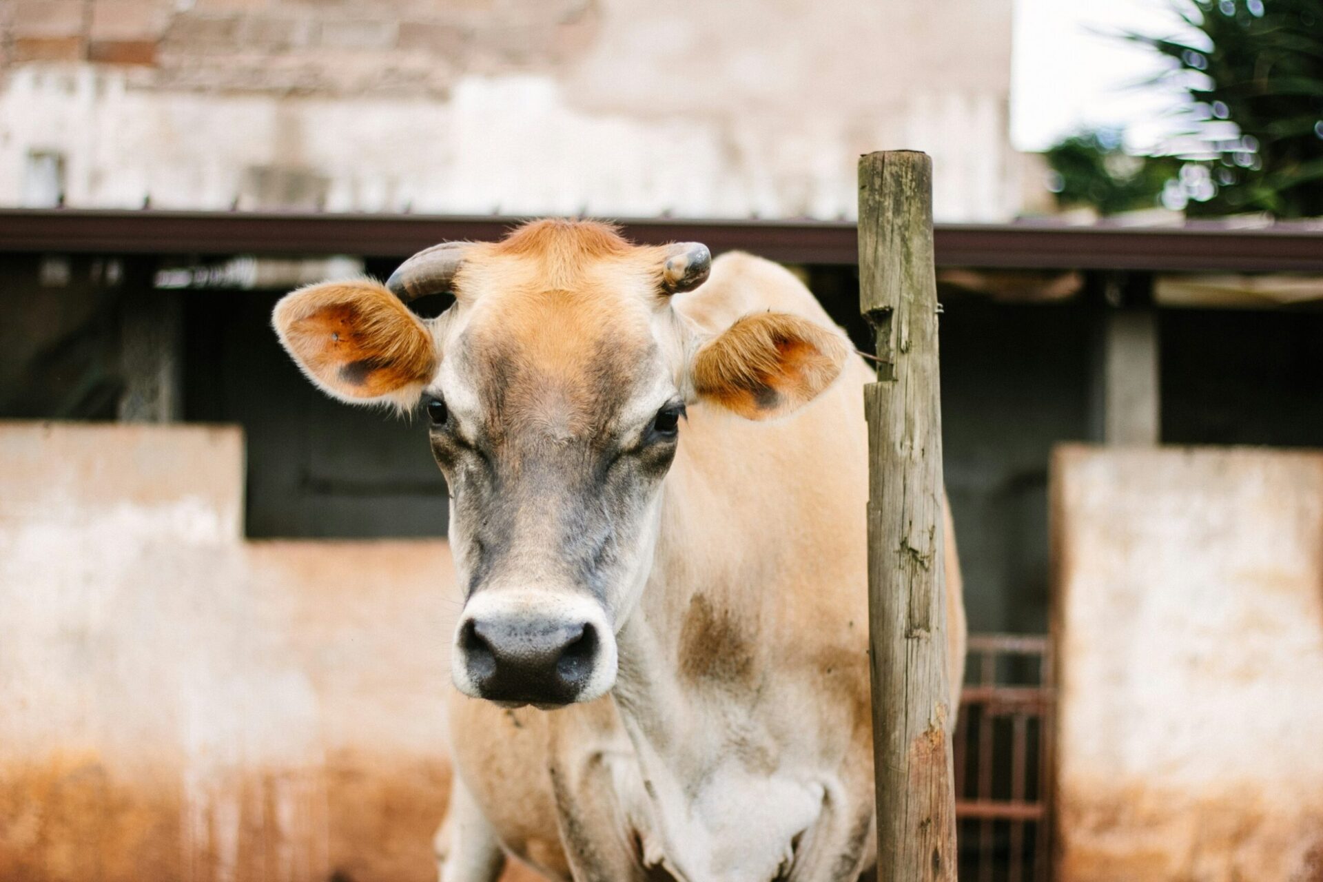 10 Critical Steps Farmers Take When They Find a Sick Cow - FarmstandApp