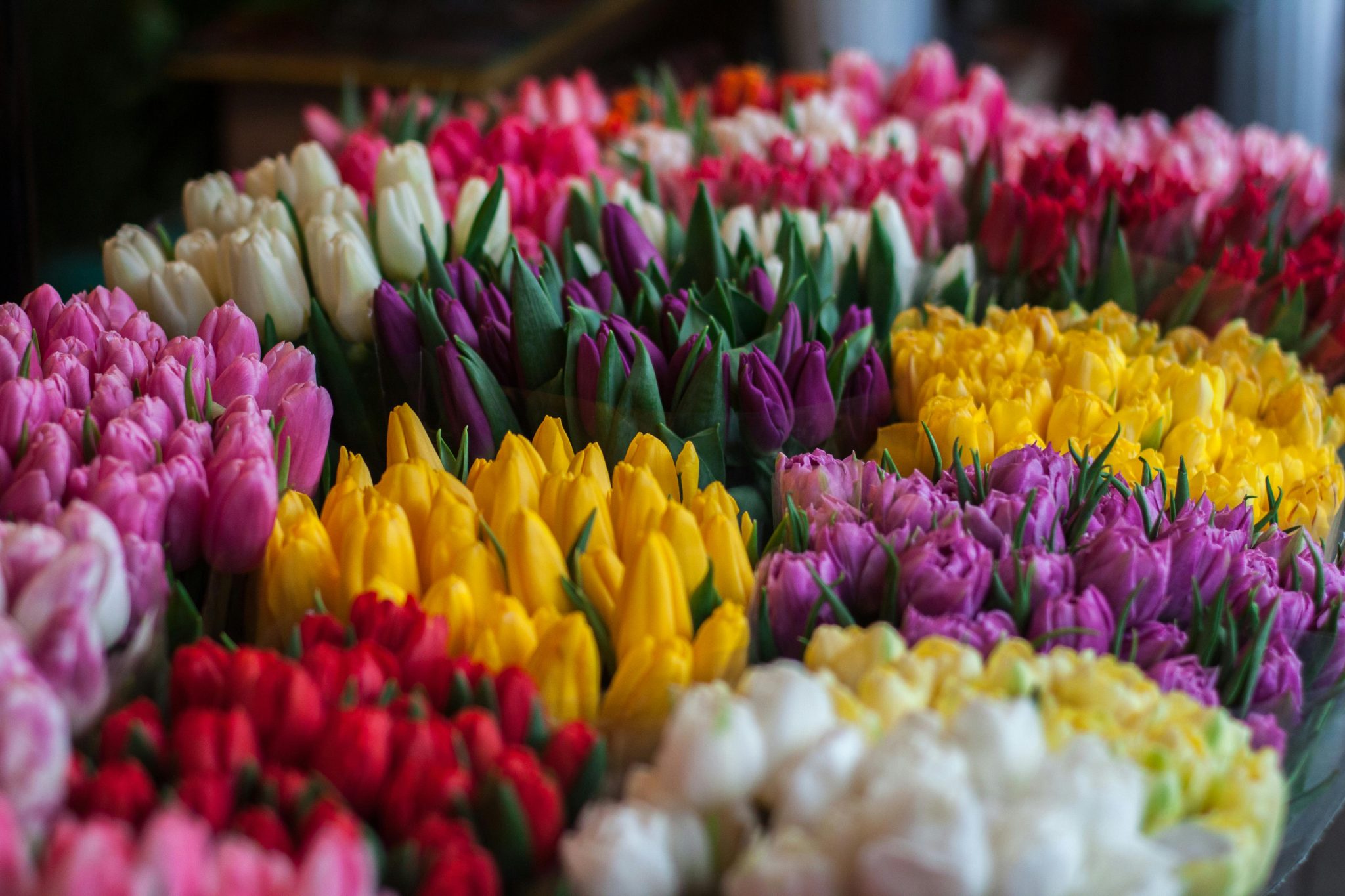 10 Figure Flower Business: Real Profit Numbers Revealed in 2025 ...