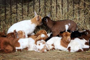 10 Essential Steps: Your Complete Guide to Goat Farming Success ...