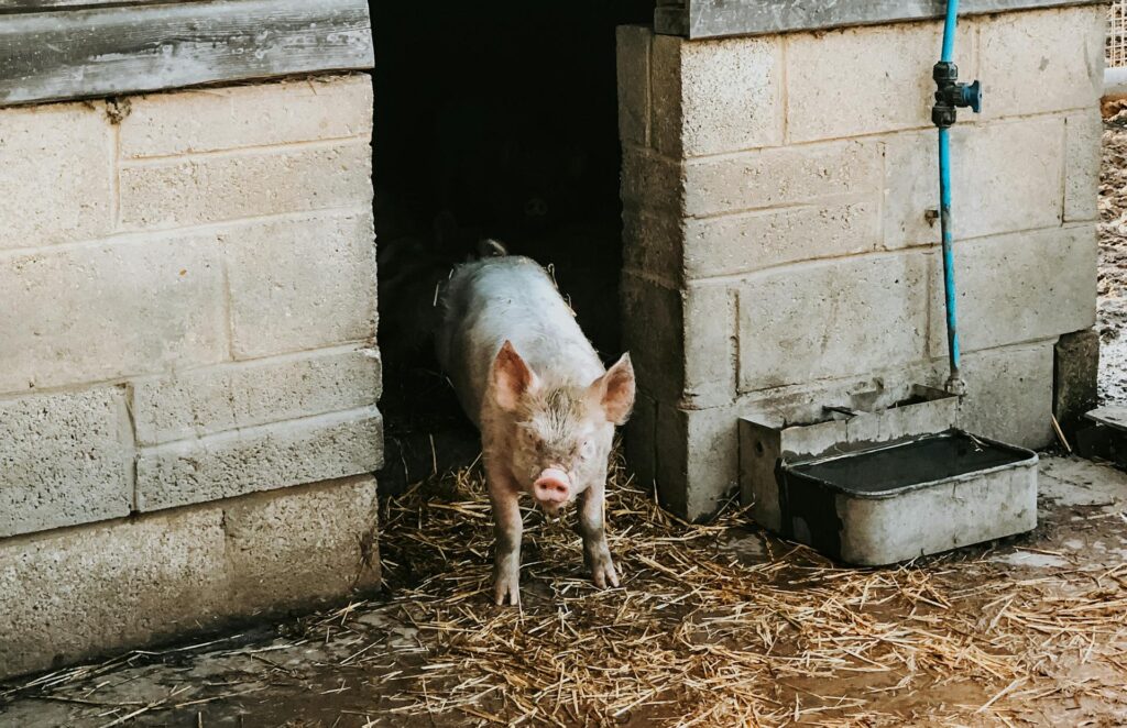 10 Essential Pig Housing Design Tips for Maximum Farm Success ...