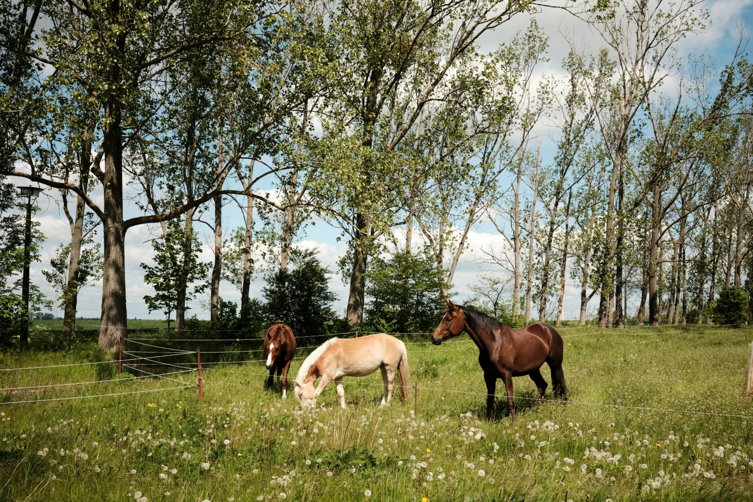 10 Steps to Write a Ranch Business Plan: A Complete Blueprint ...