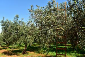 9 Hard Truths About Olive Farming: What Experts Won't Tell You ...