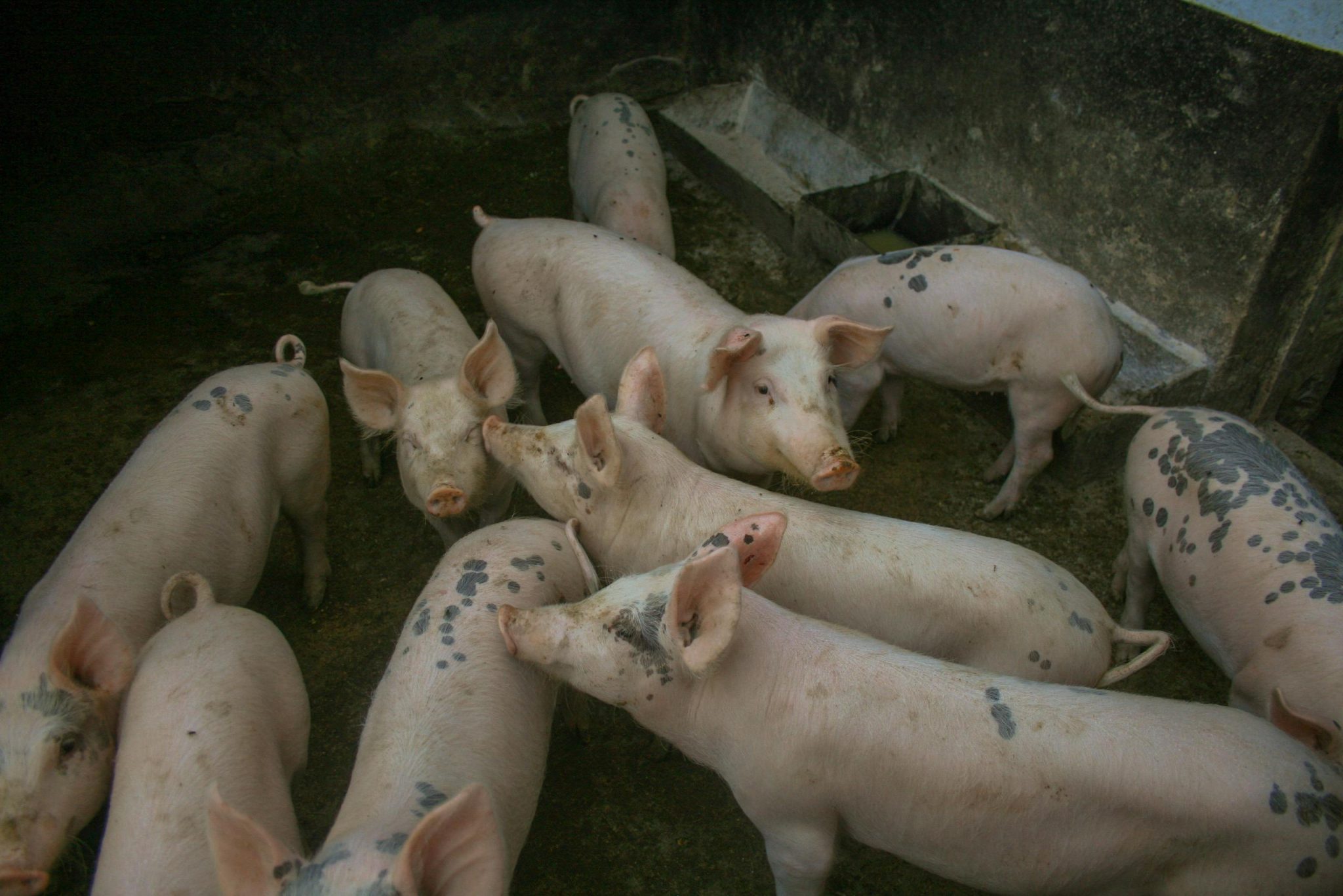5 Optimal Pig Pen Designs for Happy Swine - FarmstandApp