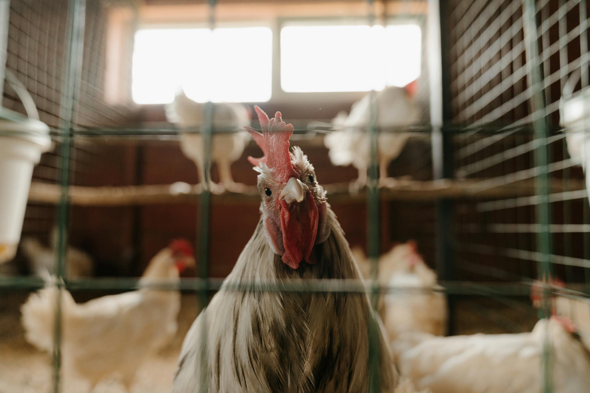 10 Game-Changing Practices for Sustainable Poultry Farming Today ...