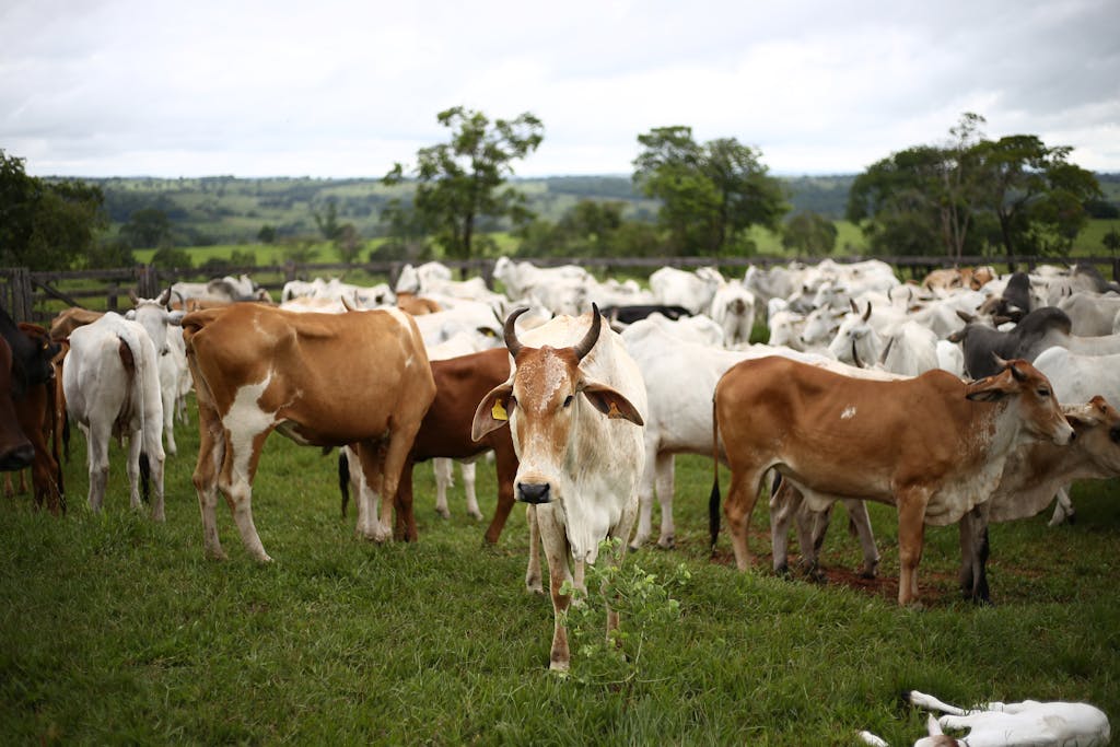 10 Most Profitable Cattle Businesses in 2025: Expert Guide & Data ...