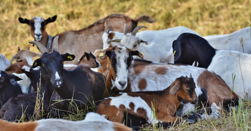 10 Best Pasture Seed Mixes for Diverse Grazing That Support Soil Health ...