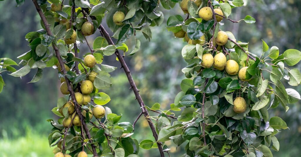 11 Tips for Creating a Productive Backyard Orchard That Maximize Every ...