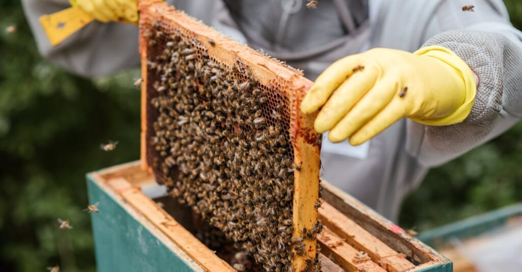 10 Best Beekeeping Equipment for Beginners That Ensure First-Year ...