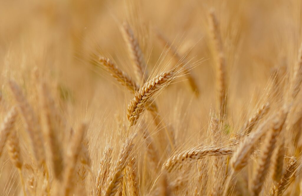 7 Multi-Year Crop Rotation Examples That Regenerate Farm Soil Naturally ...