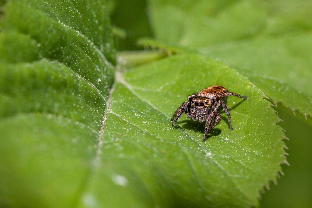 7 Homemade Pest Deterrents Recipes Without Harmful Chemicals - FarmstandApp