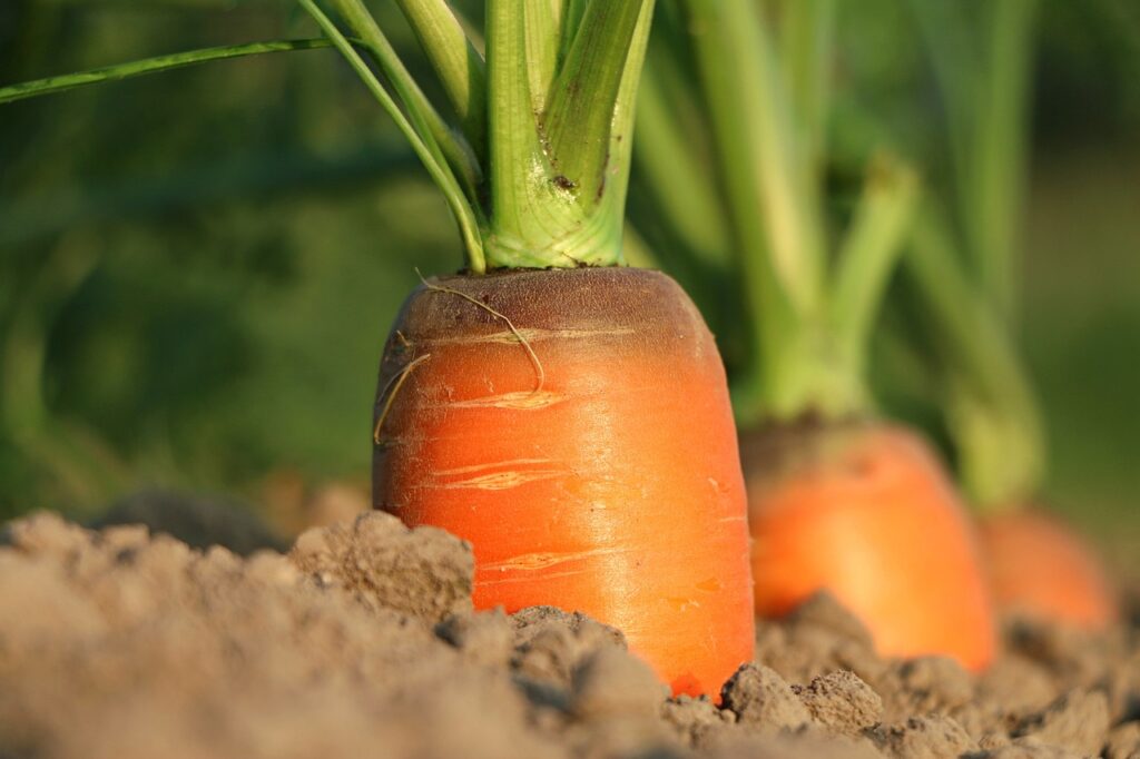 7 Benefits of Using Cover Crops That Build Sustainable Farm Ecosystems ...