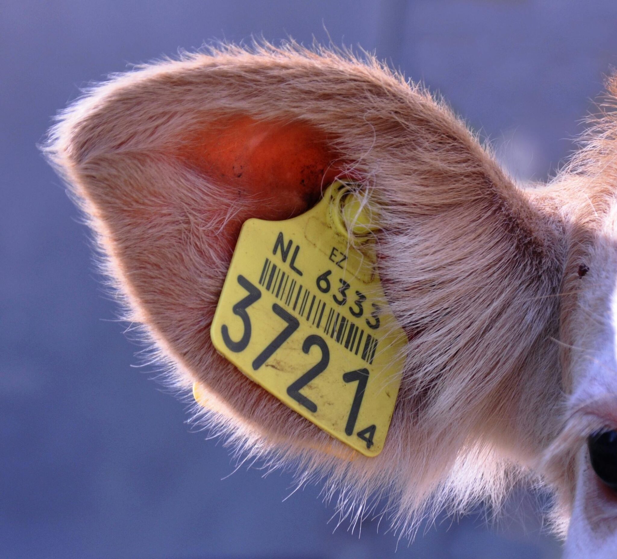 7 Best Animal Handling Systems for Managing Livestock Safely That Old ...