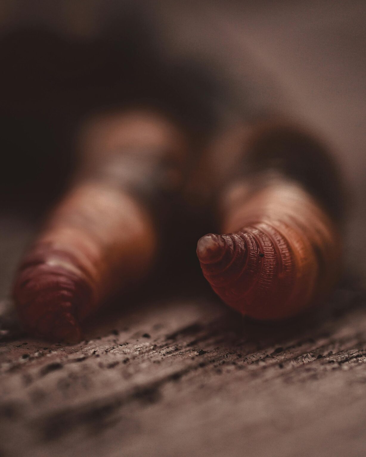 7 Earthworm Farming for Soil Health Methods That Regenerate Gardens ...