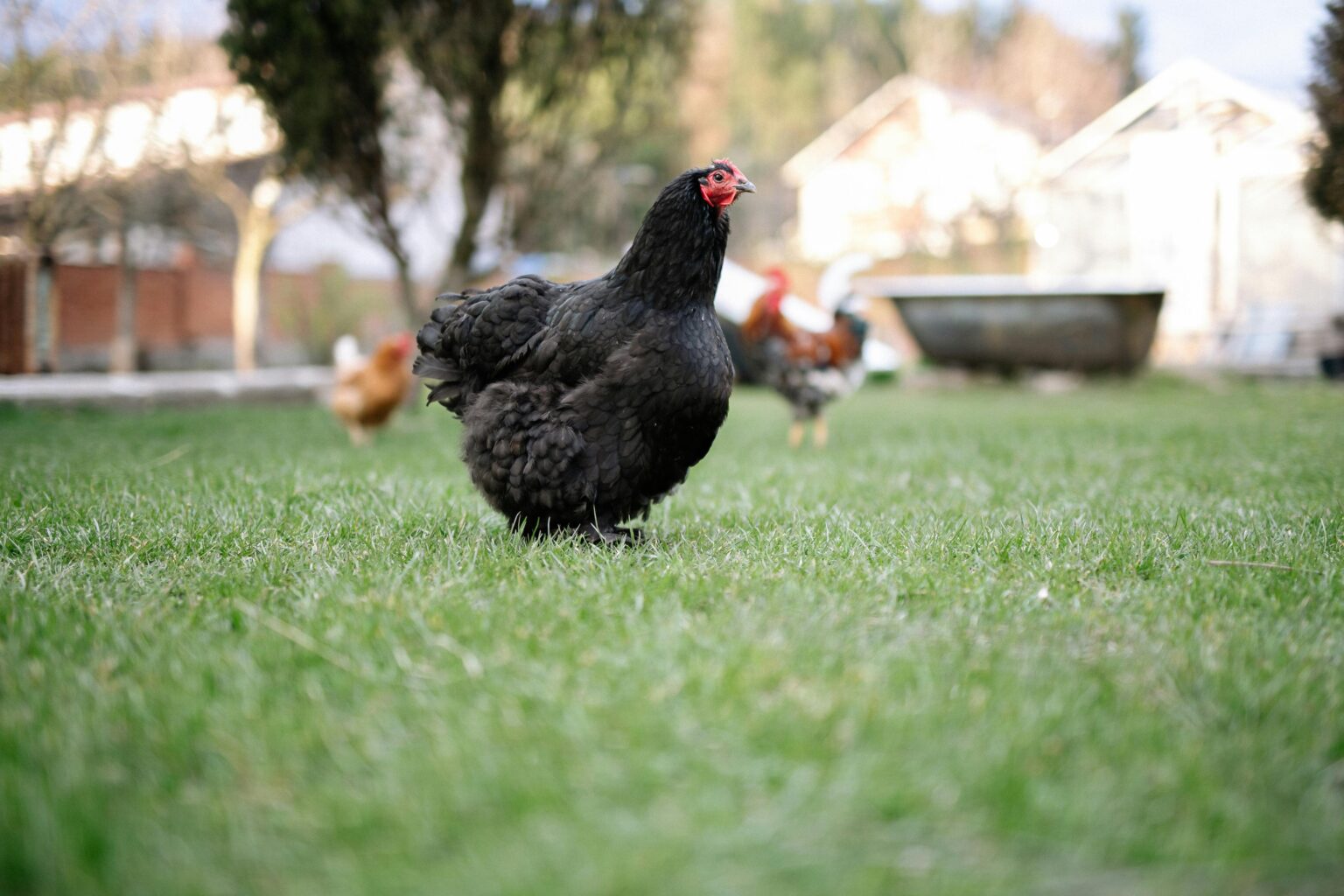 9 Tips for Choosing Chicken Breeds for Local Climates That Old-Timers ...