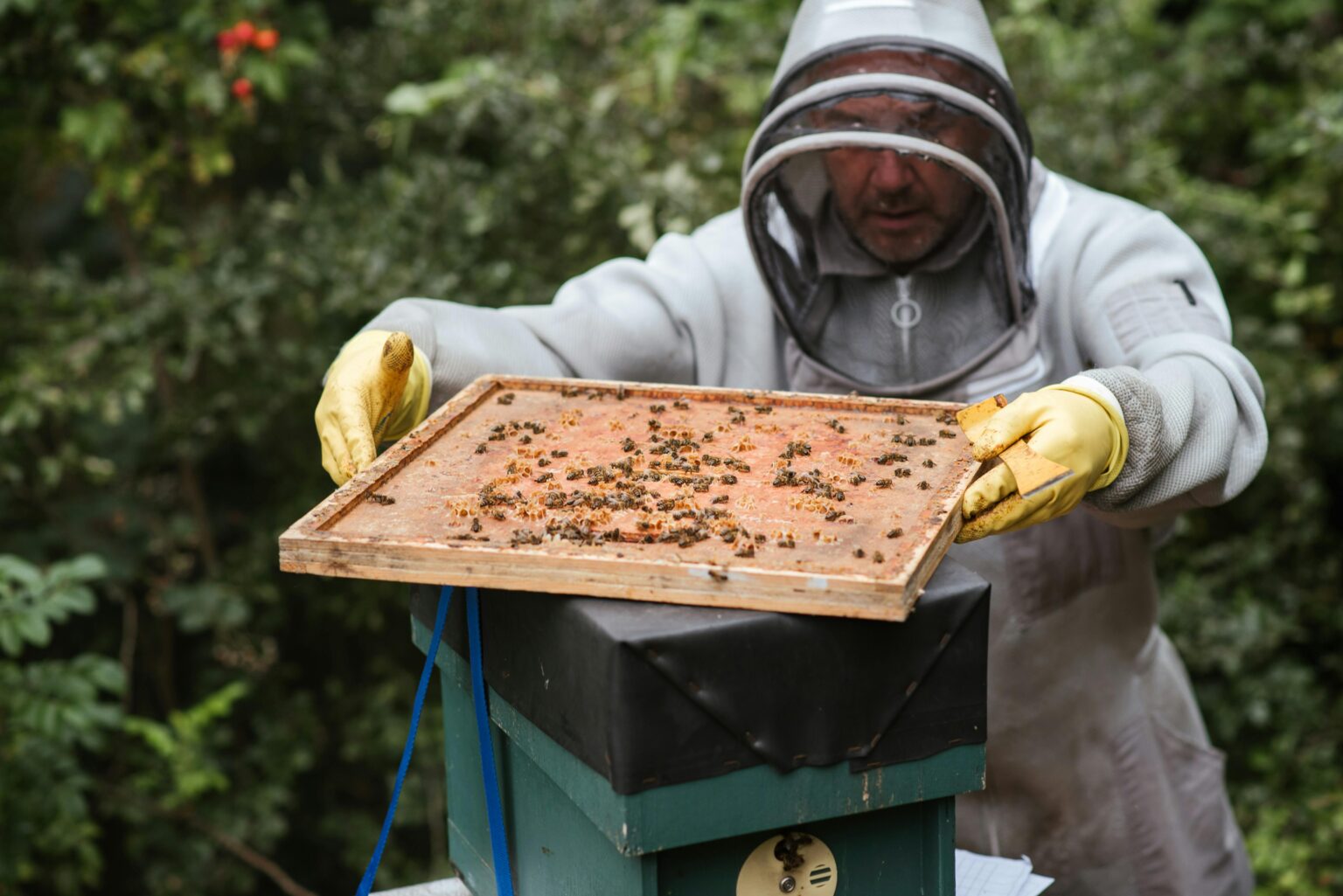 7 Ethical Honey Harvesting Techniques That Preserve Bee Colonies ...