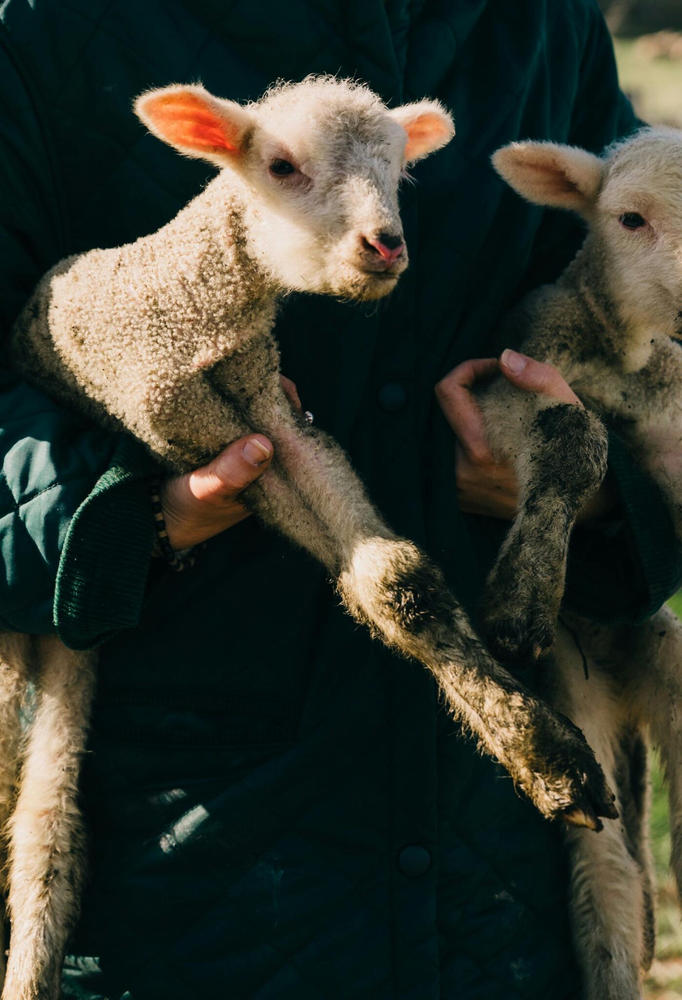7 Zoning Considerations for Small Animal Farms That Prevent Legal ...
