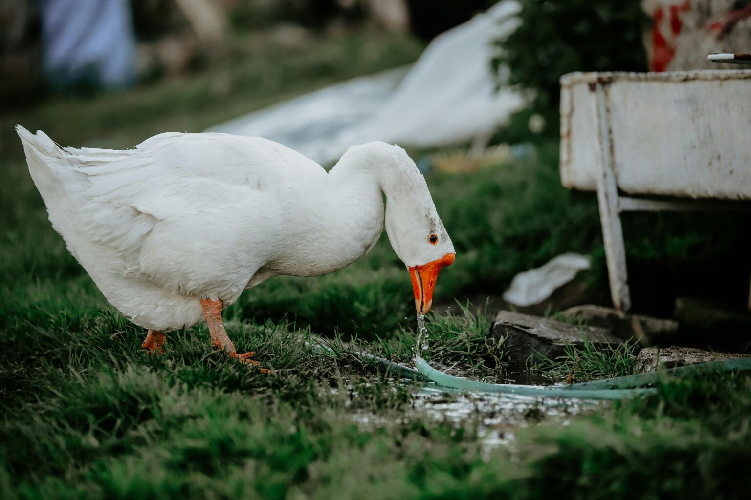 7 Effective Methods for Cleaning Farm Water Sources That Farmers Swear ...