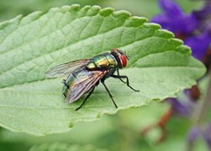 7 Best Sticky Traps for Capturing Flying Insects Without Chemicals ...