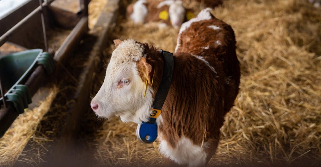 7 Ethical Considerations in Breeding Practices That Protect Animal ...