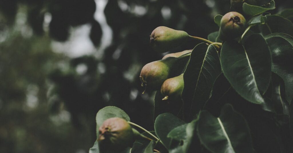 5 Best Disease Resistant Pear Trees for Organic Farms That Thrive ...