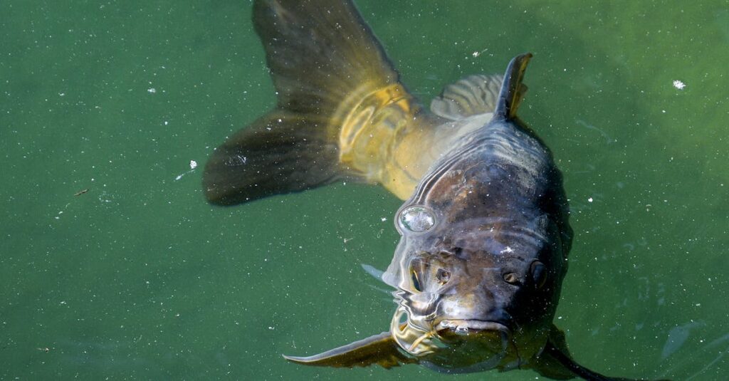7 Best Pond Fish Medications for Common Diseases That Prevent Losses ...