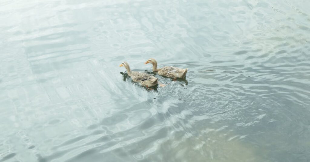 5 Best Automatic Duck Waterers for Clean Ponds That Prevent Issues ...