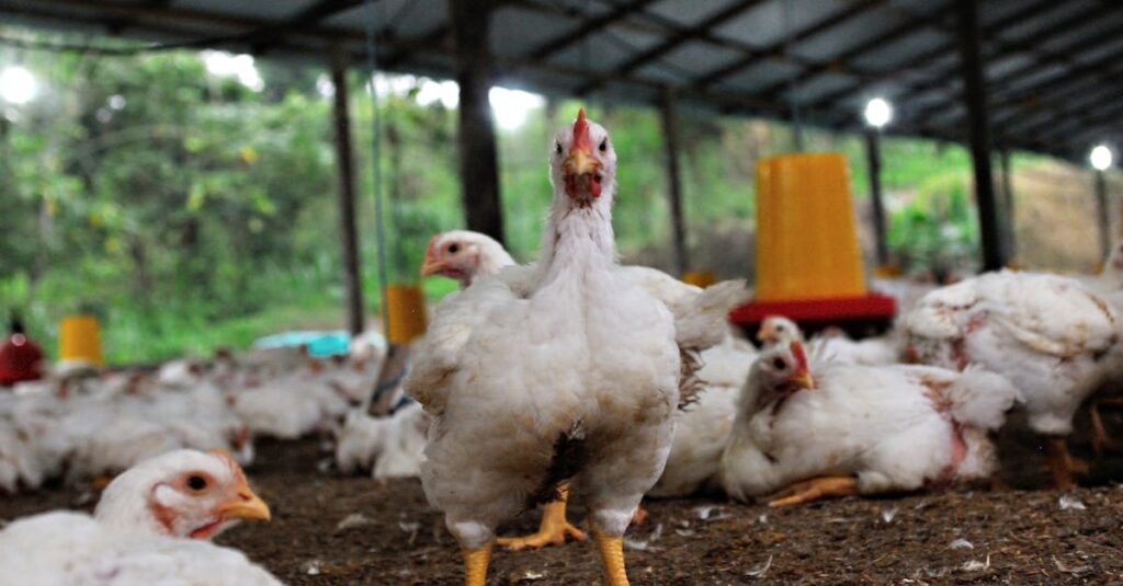 3 Best Fly Control Methods for Broiler Chicken Farms That Cut Costs ...